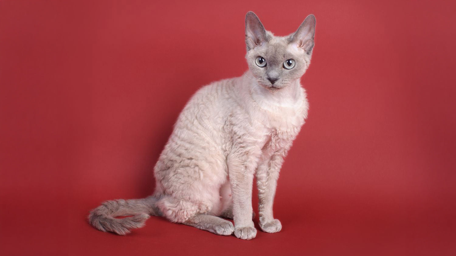 So besonders ist die Devon Rex Katze