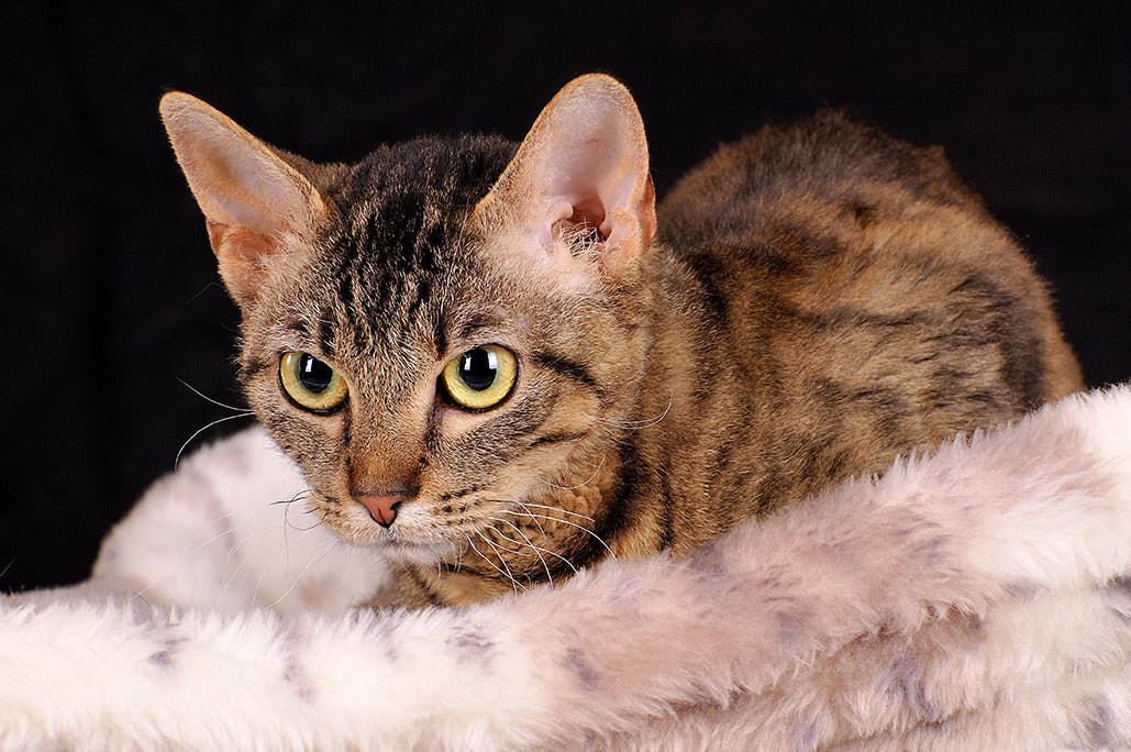 German Rex: Alles über die lockige Katze mit Charme