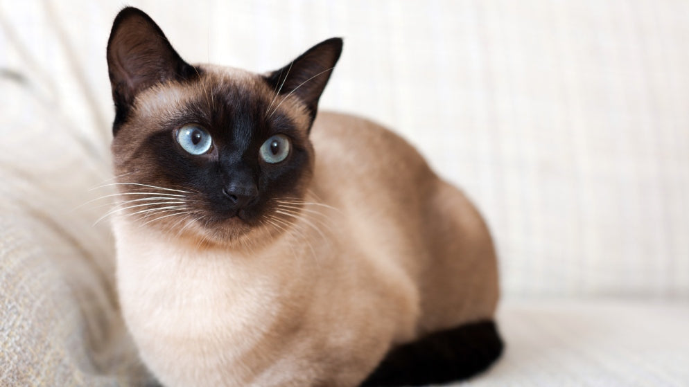 Siamkatze Herkunft, Aussehen & Charakter | zoo24